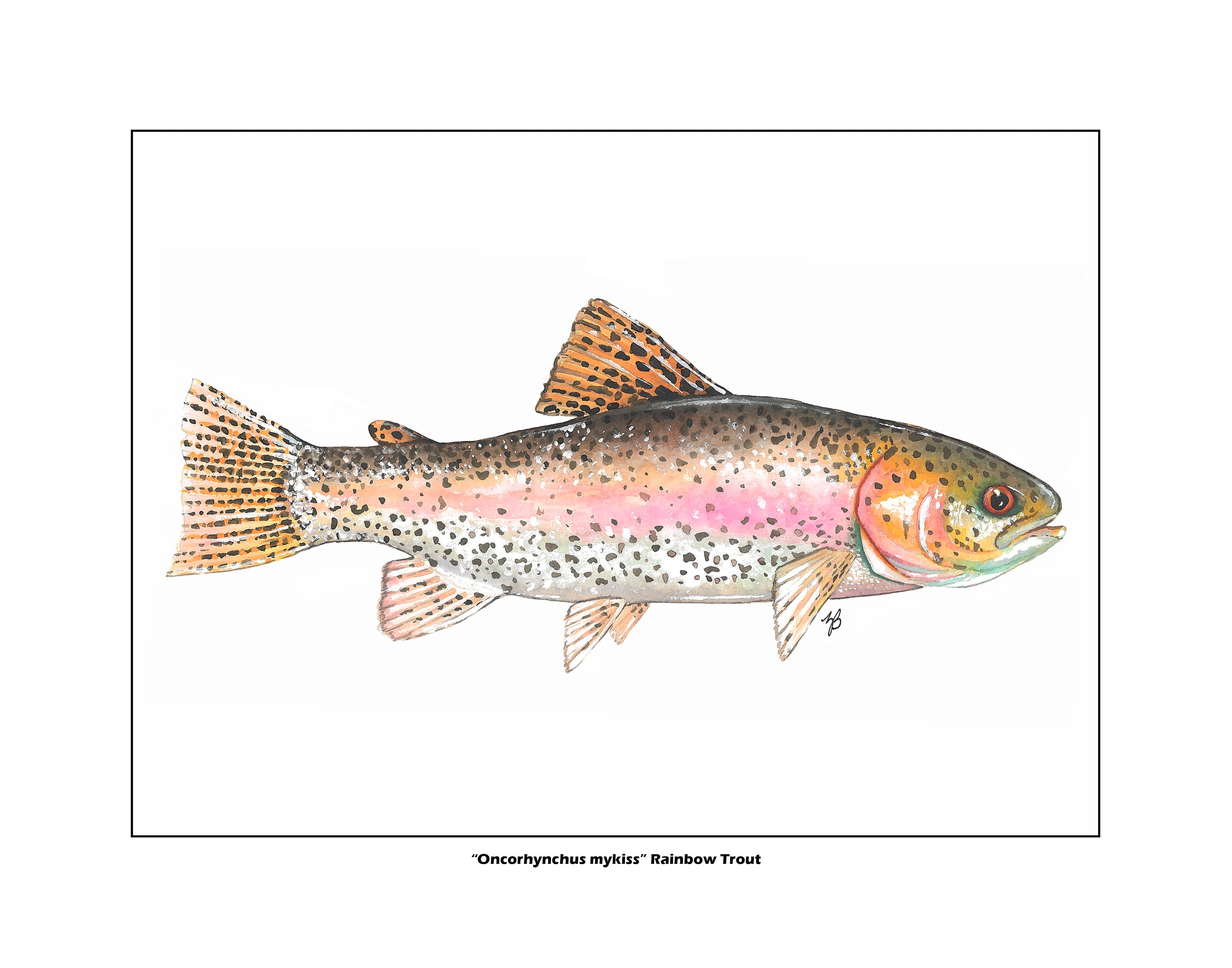 Rainbow Trout Realistic Fish Portrait Watercolor Painting - Etsy