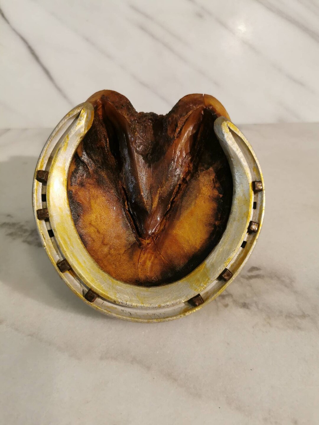 Véritable Sabot De Cheval Naturalisé / Real Taxidermied Horse's Hoof - Etsy