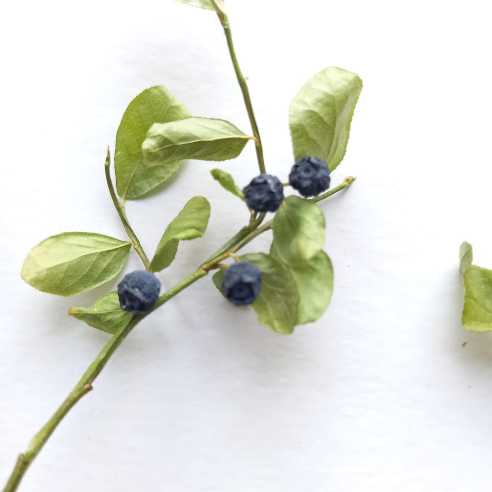 Dry Wild Blueberry Stems With Fruit - Etsy