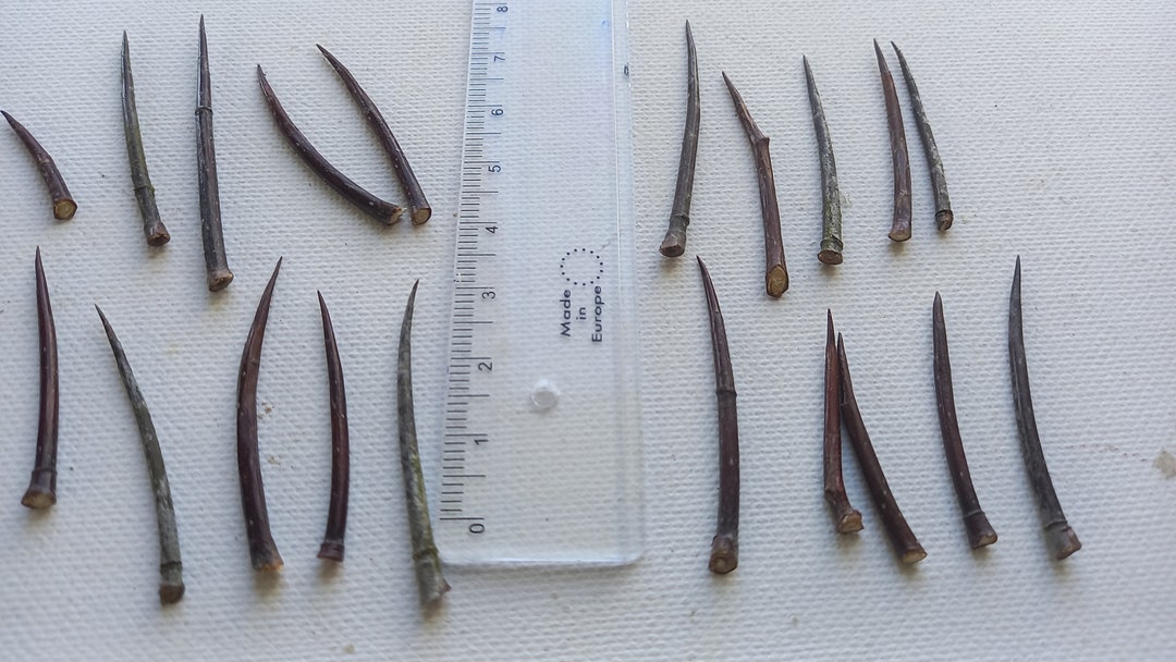 20 Dry Single Thorns - Etsy