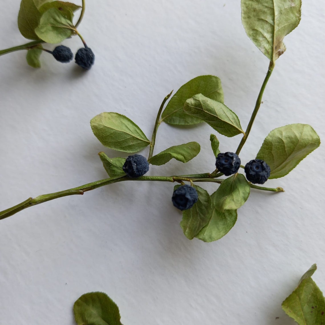 Dry Wild Blueberry Stems With Fruit - Etsy