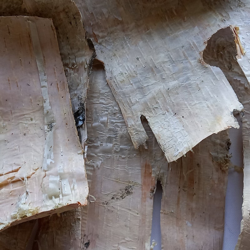Birch Bark Sheets - Etsy