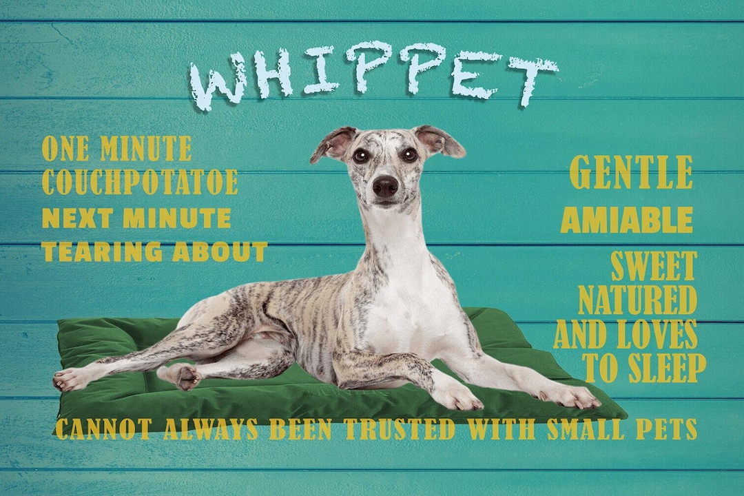Sign Saying Whippet Wanted Poster Gentle Amiable Nice Friendly Dog Jw ...