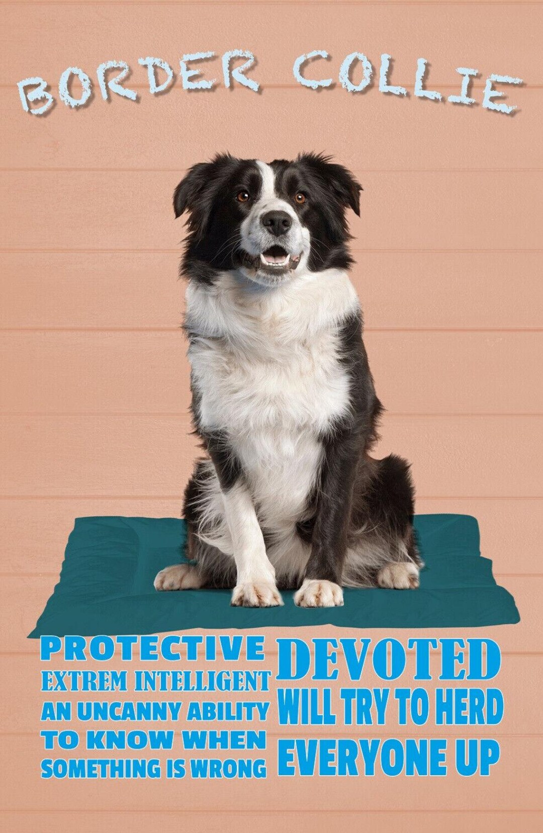 Sign Saying Border Collie Wanted Poster Protective Protecting Dog Jw - Etsy
