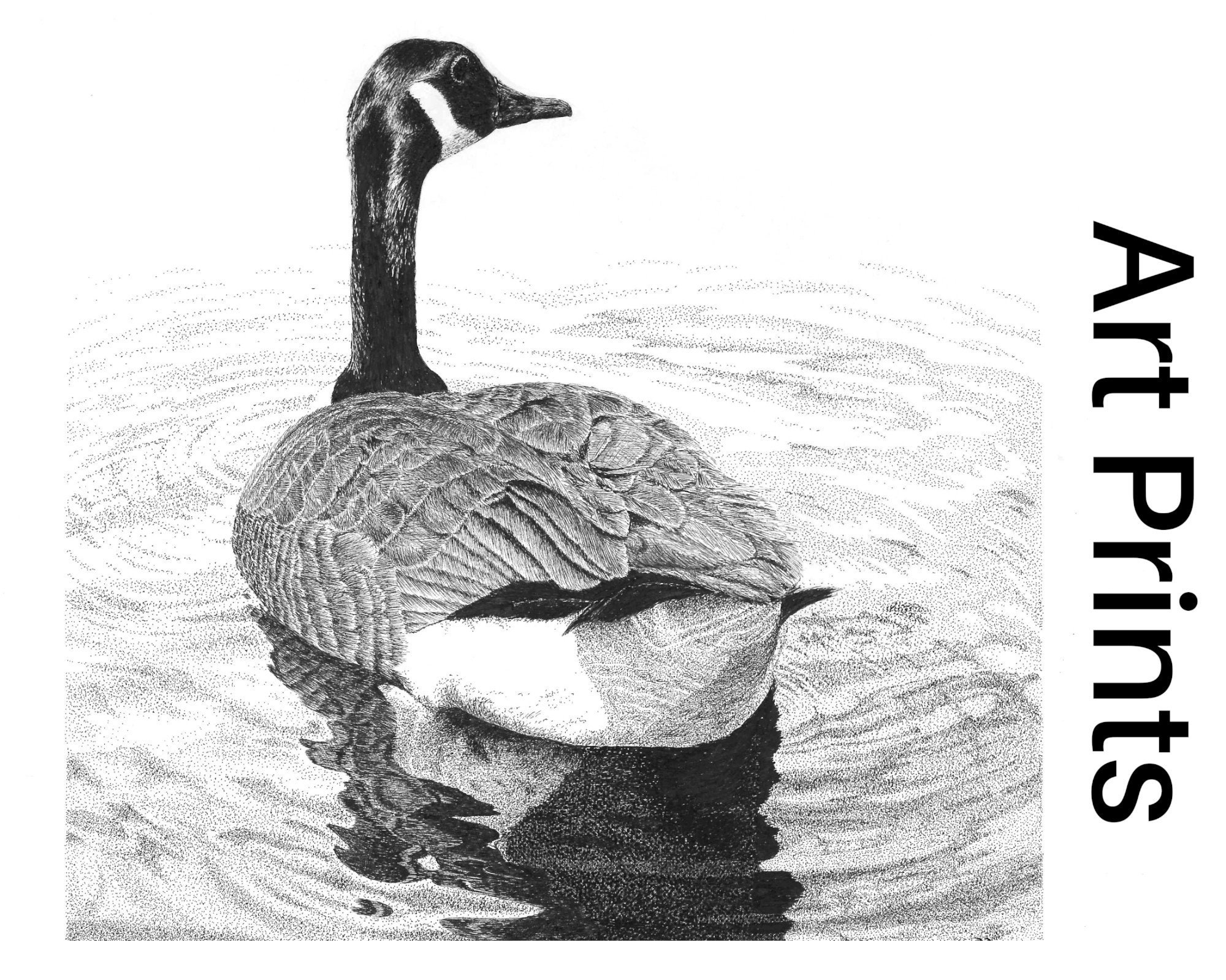 Canadian Goose Drawing