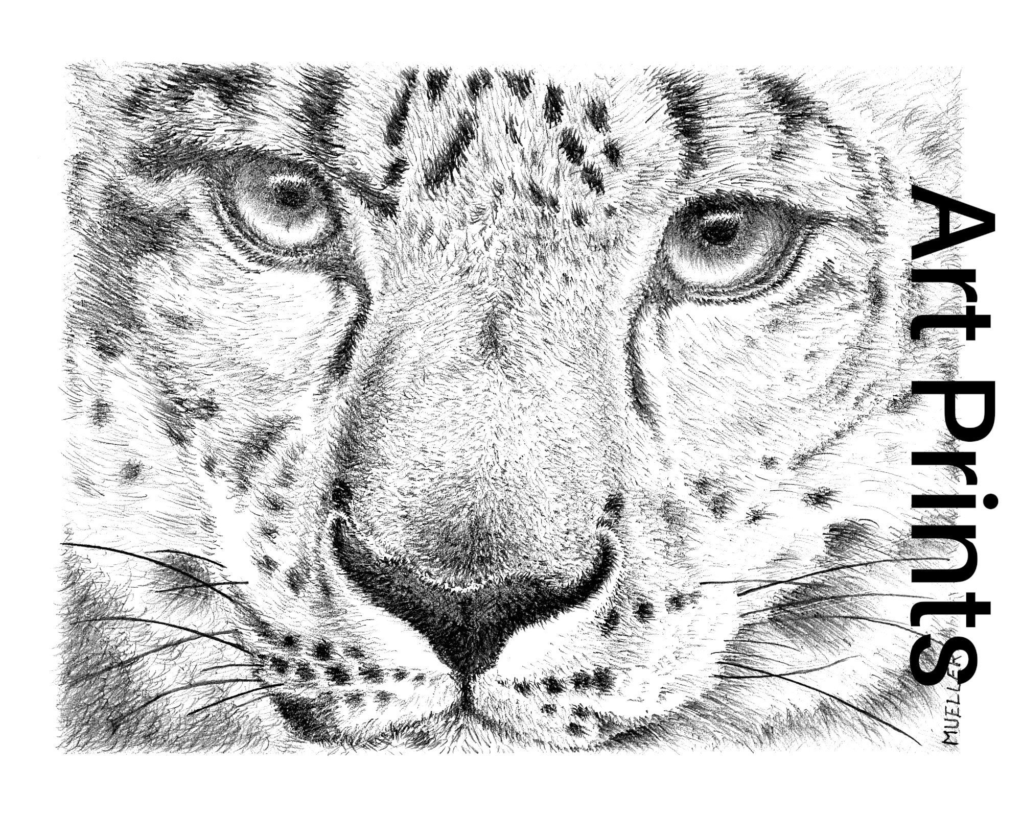 Snow Leopard Face Drawing