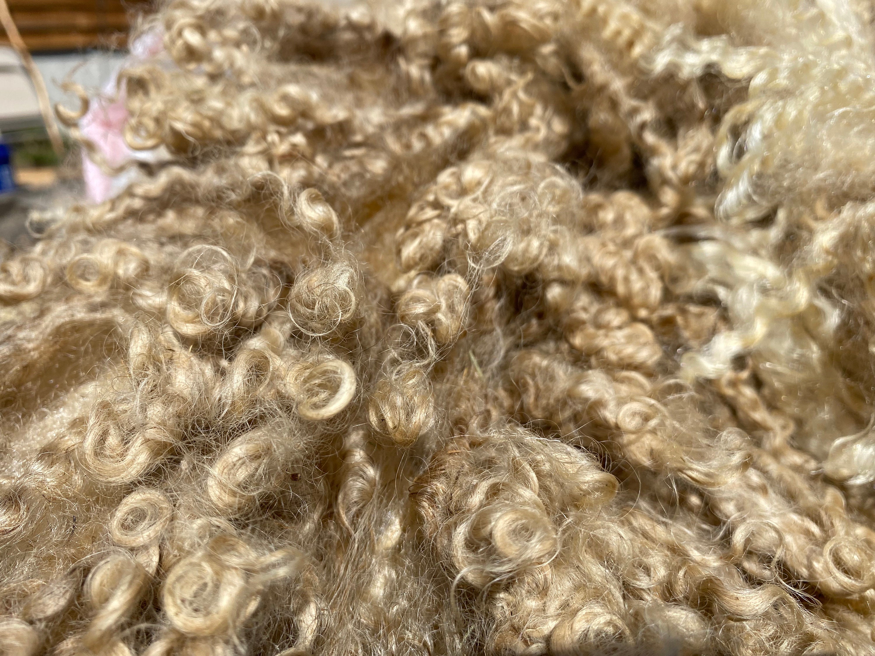 Raw GOTLAND Wool SAMPLE Bundle, White Wool, 1oz Raw Wool, Raw Wool ...