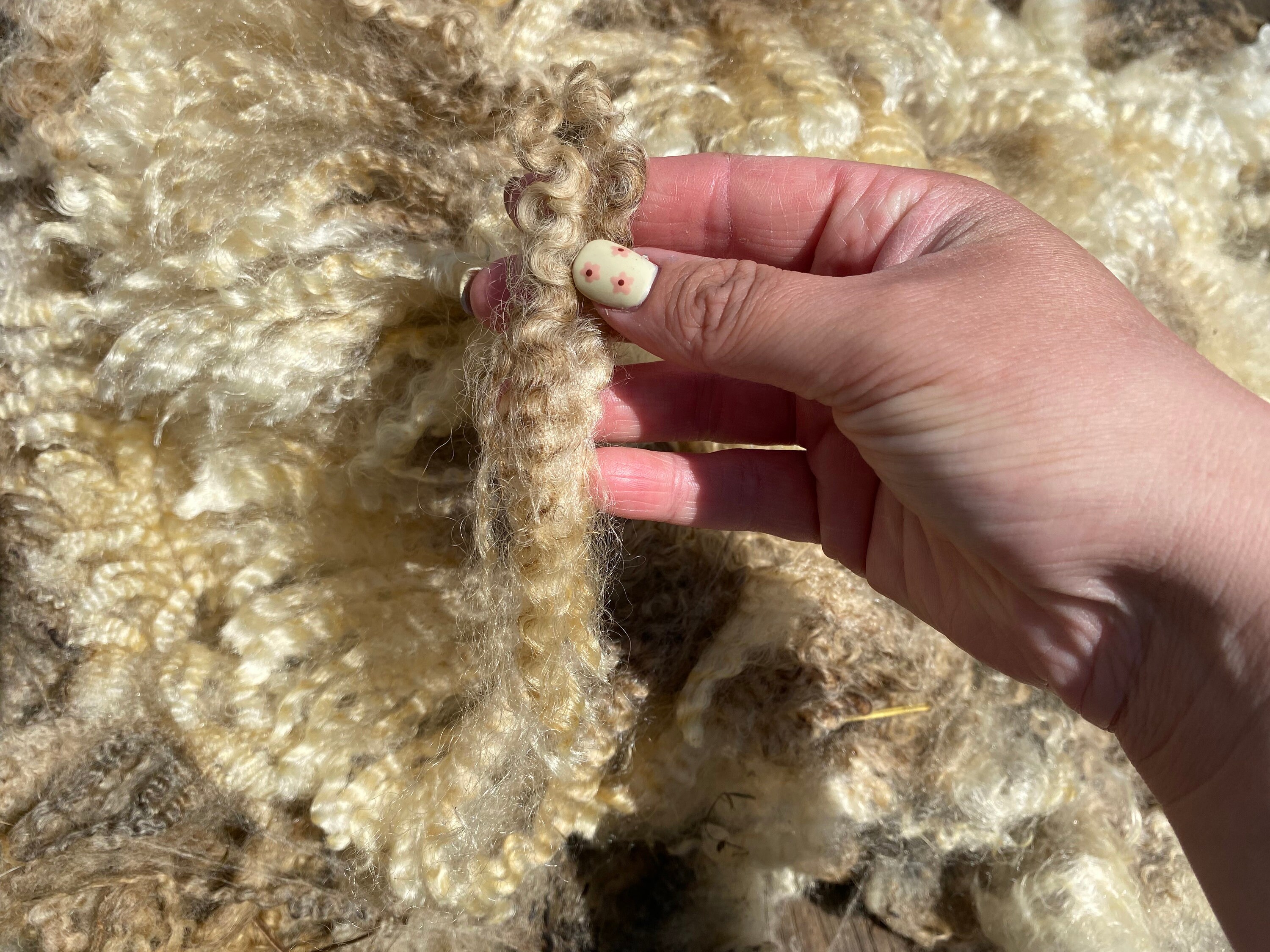 Raw GOTLAND Wool SAMPLE Bundle, White Wool, 1oz Raw Wool, Raw Wool ...