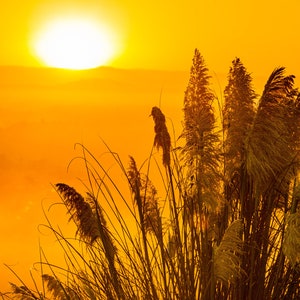 Digital Download Golden Sunrise, Vertical, Pretty Wall Decor - Etsy