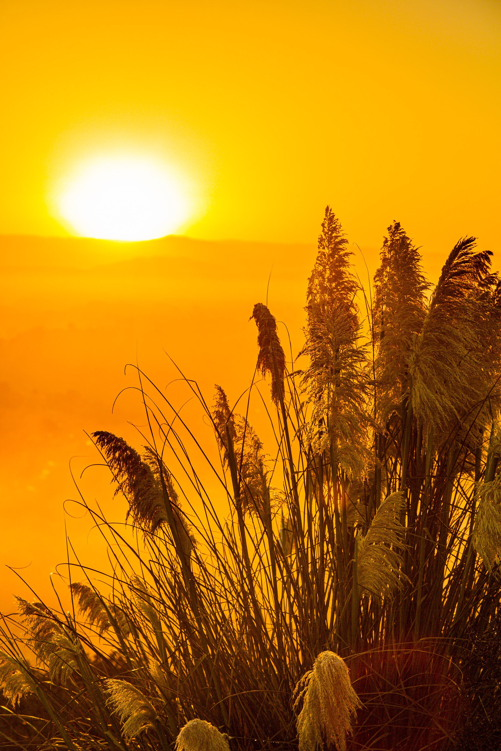 Digital Download Golden Sunrise, Vertical, Pretty Wall Decor - Etsy