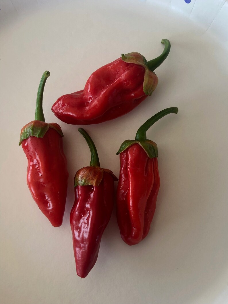 Bman Bubblegum (BBG) Red Pepper Seeds (2021) - Etsy