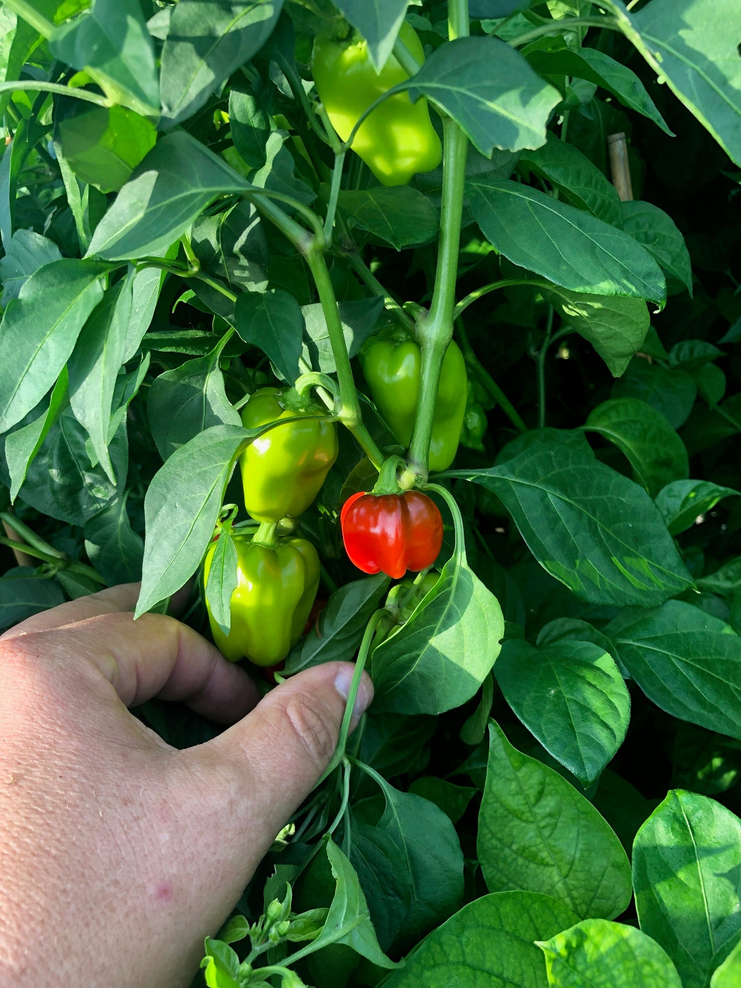 Aleppo Pepper Seeds (2021) - Etsy