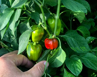 Aleppo Pepper - Etsy