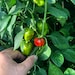 Aji Orange Drop Limon Kellu Uchu Chile Heirloom Pepper Premium Seed ...