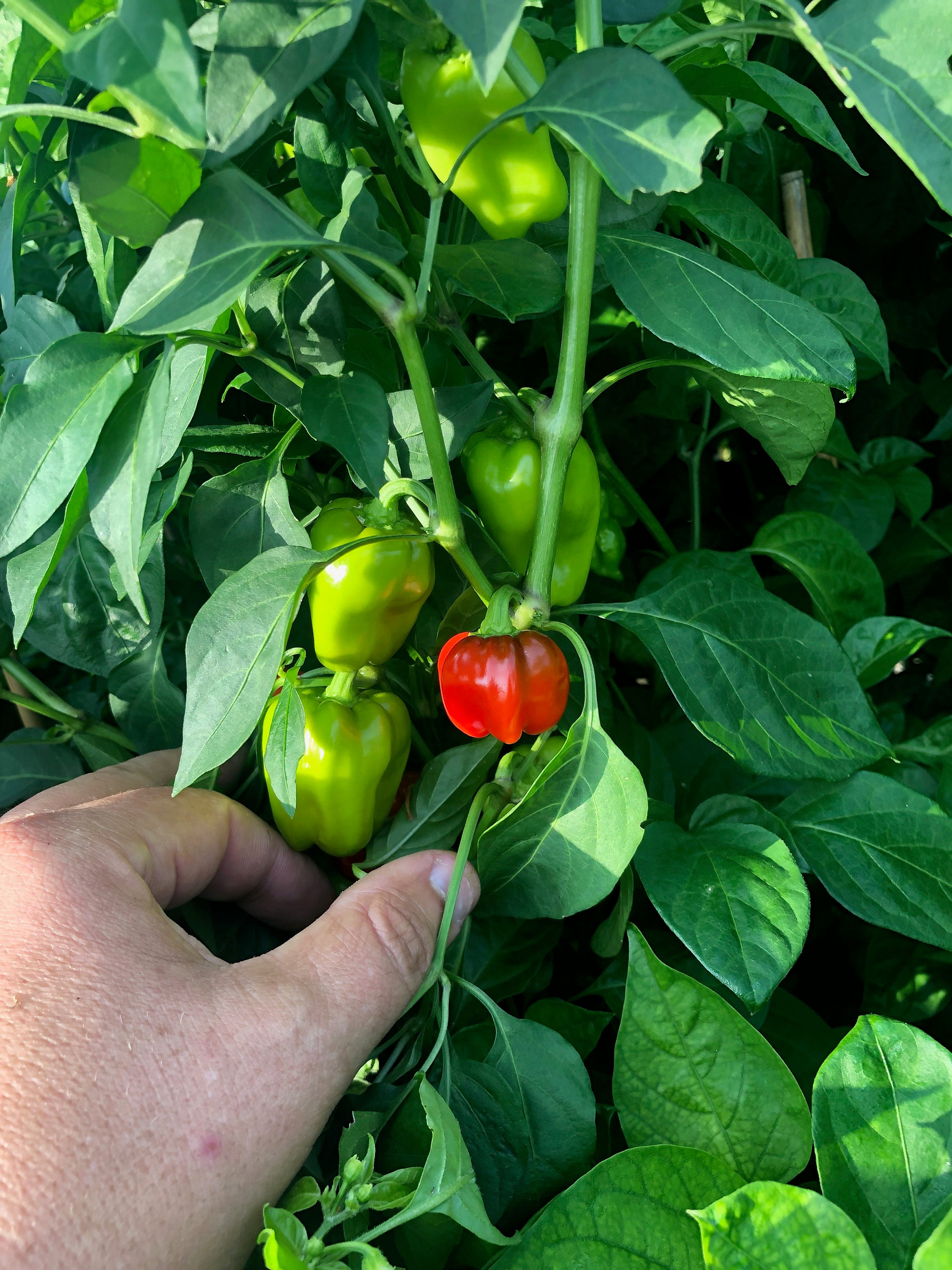 Aleppo Pepper Seeds (2021) - Etsy