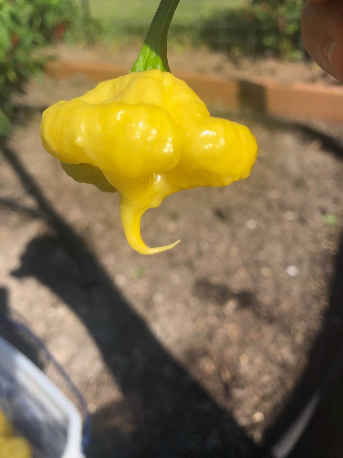 Dragon Cayenne Pepper Seeds 2021 - Etsy