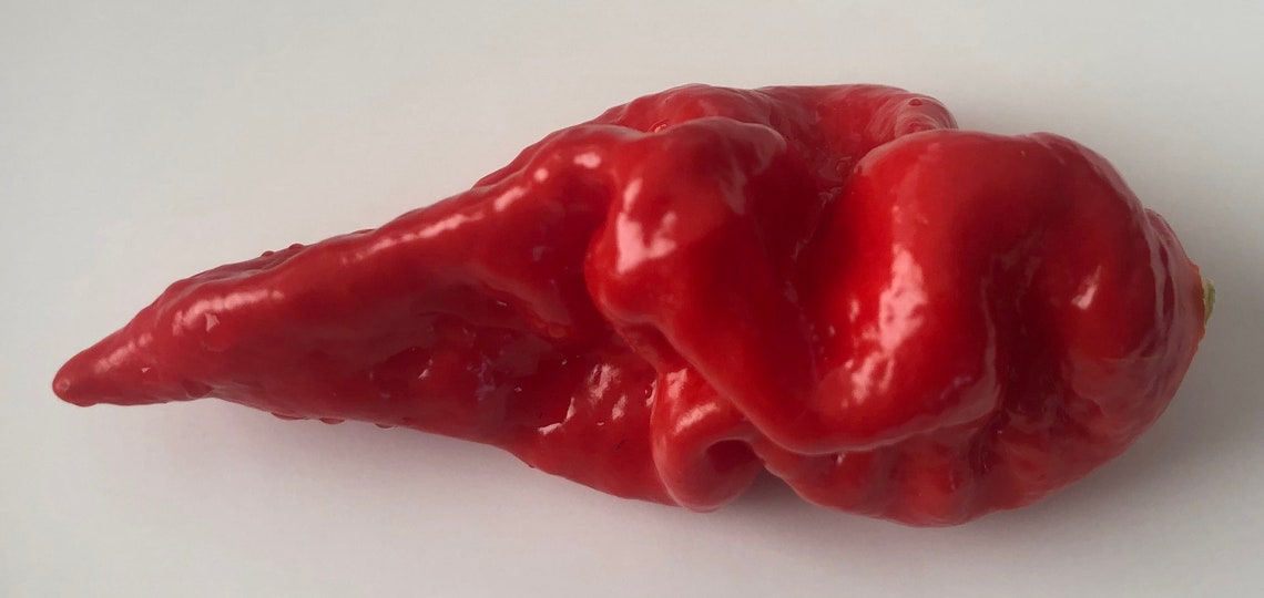 Ghost X F4 Reaper Pepper Seeds 2021 - Etsy