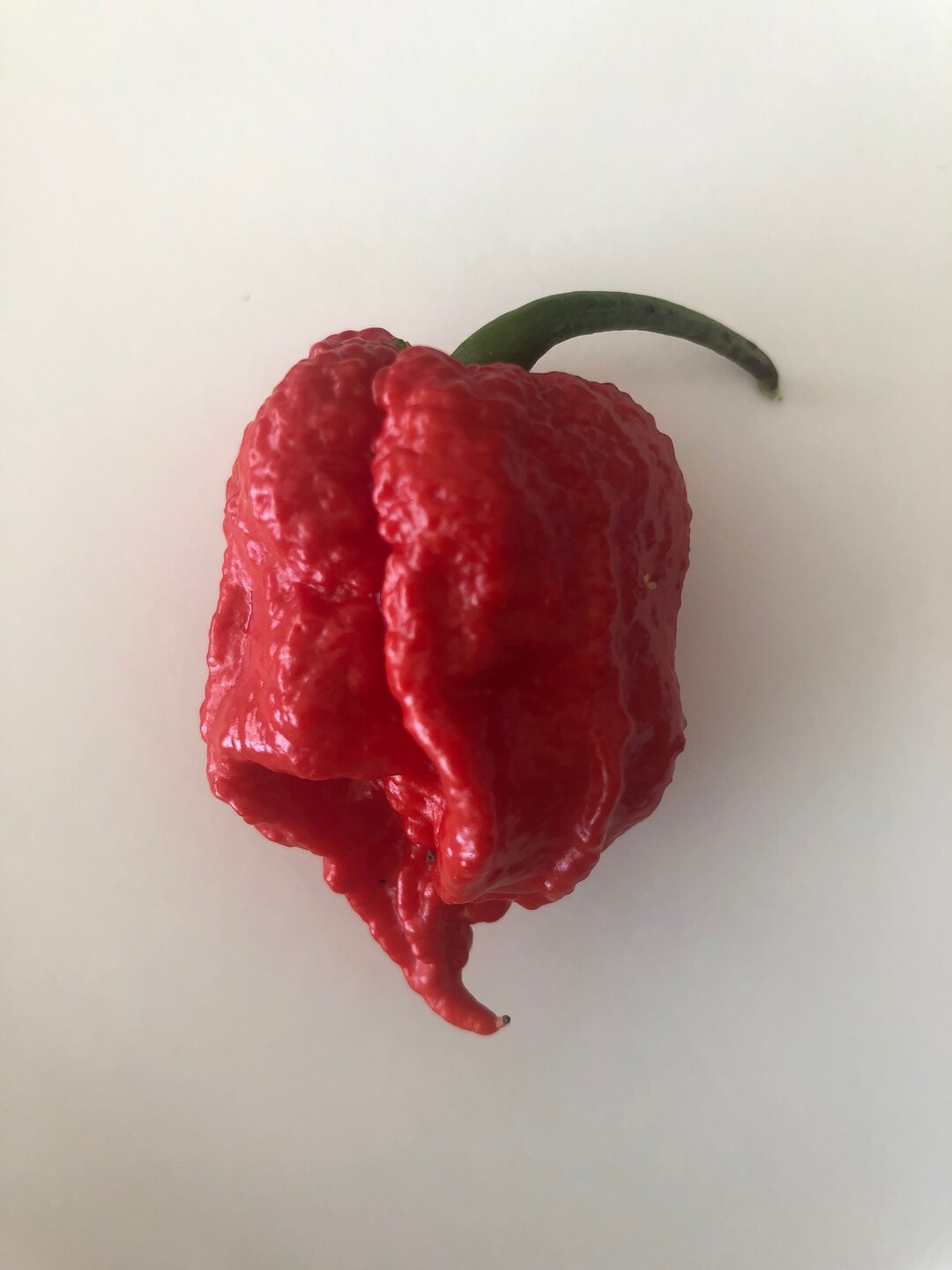 7 Pot Primo Pepper Seeds (2021) - Etsy