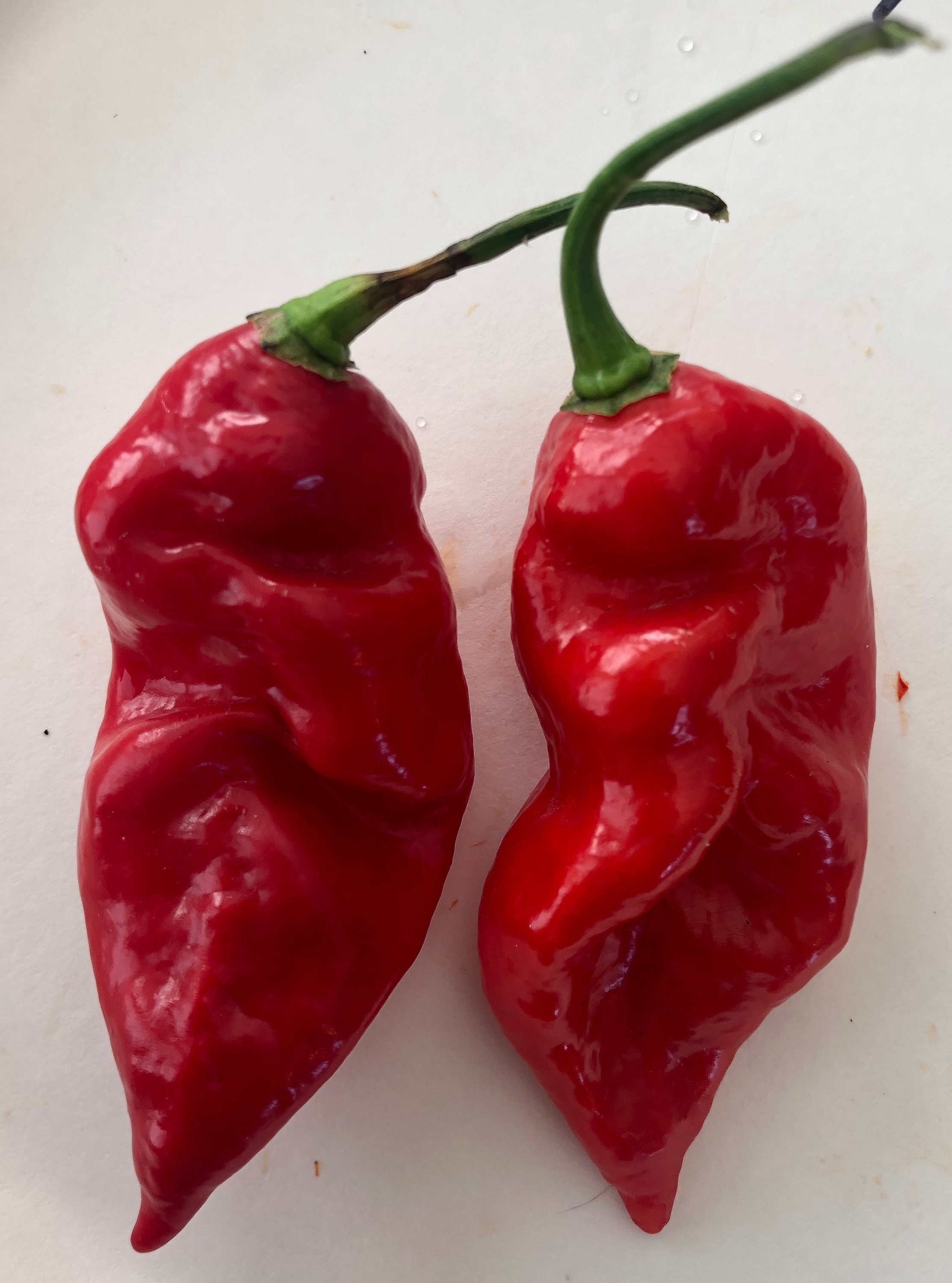 Ghost X F4 Reaper Pepper Seeds 2021 - Etsy