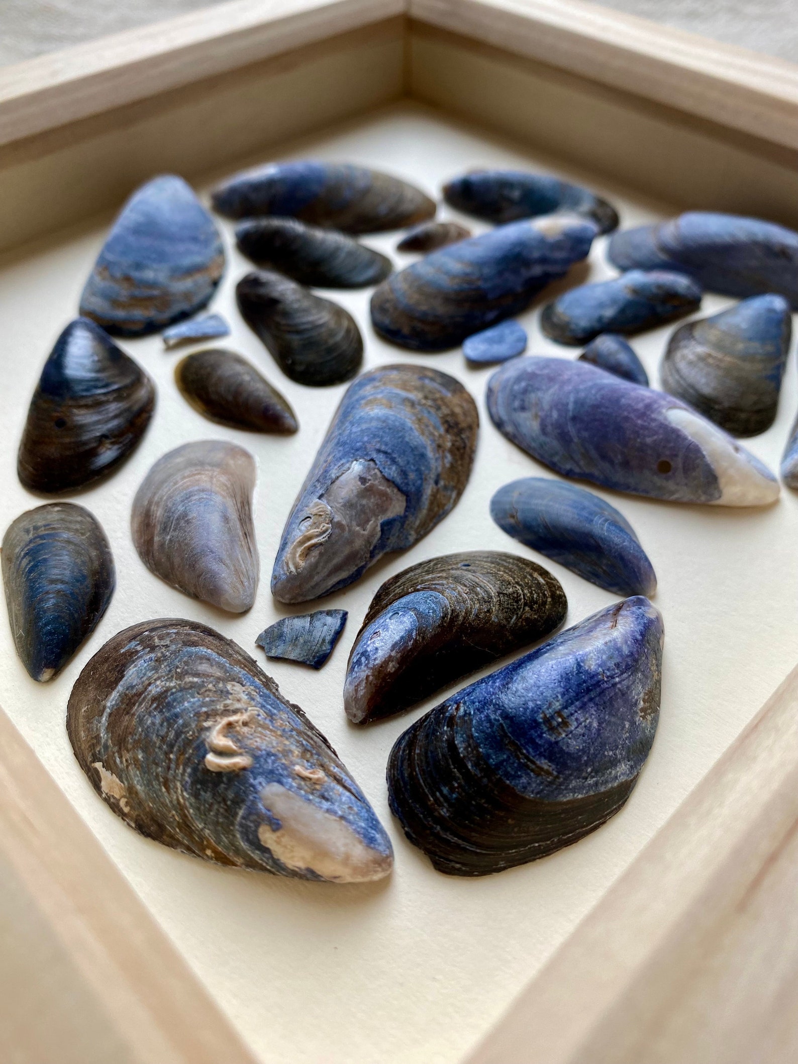 Heart Made From Mussel Shells in Natural Wood Box Frame, One of a Kind ...