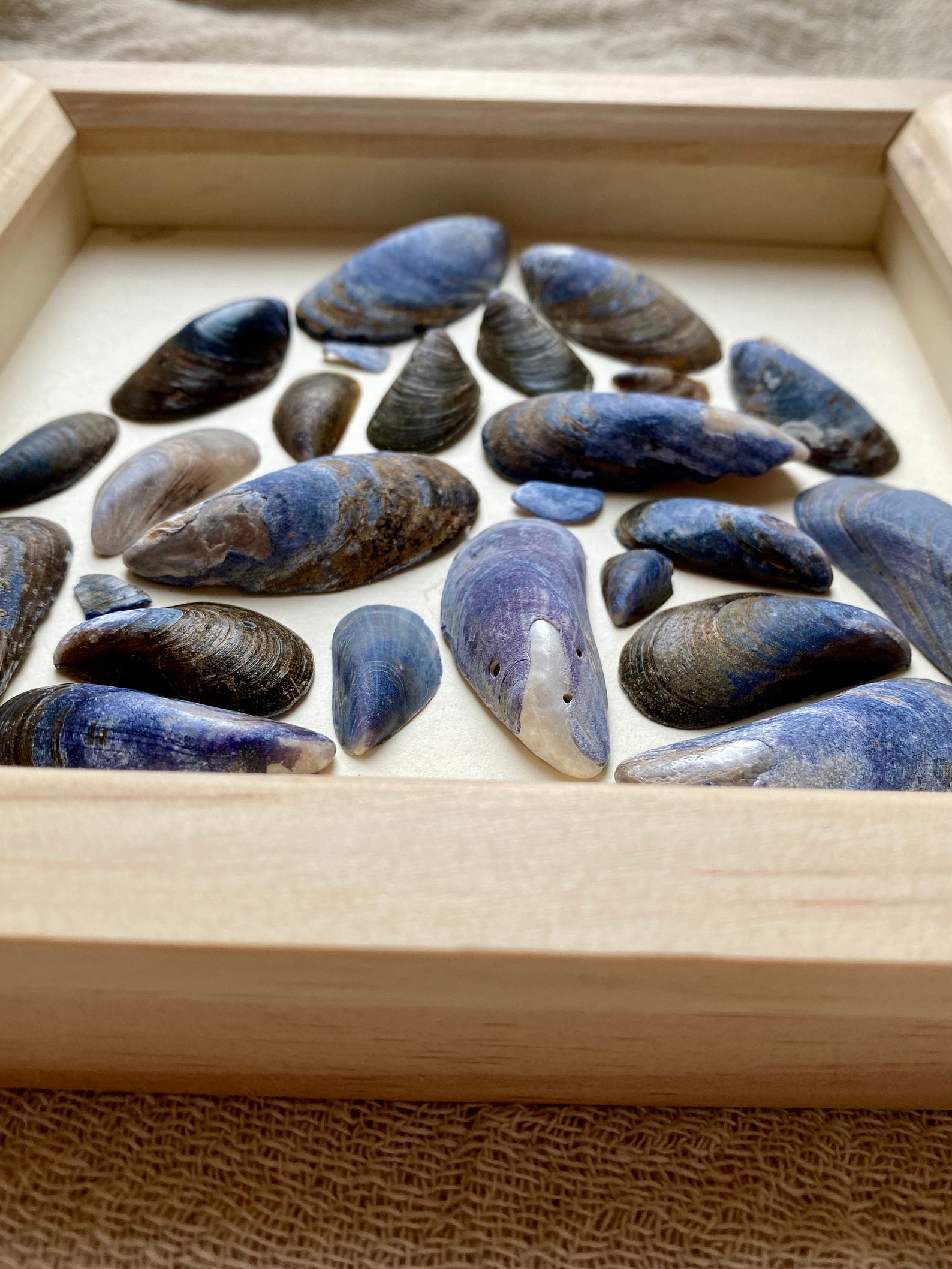 Heart Made From Mussel Shells in Natural Wood Box Frame, One of a Kind ...