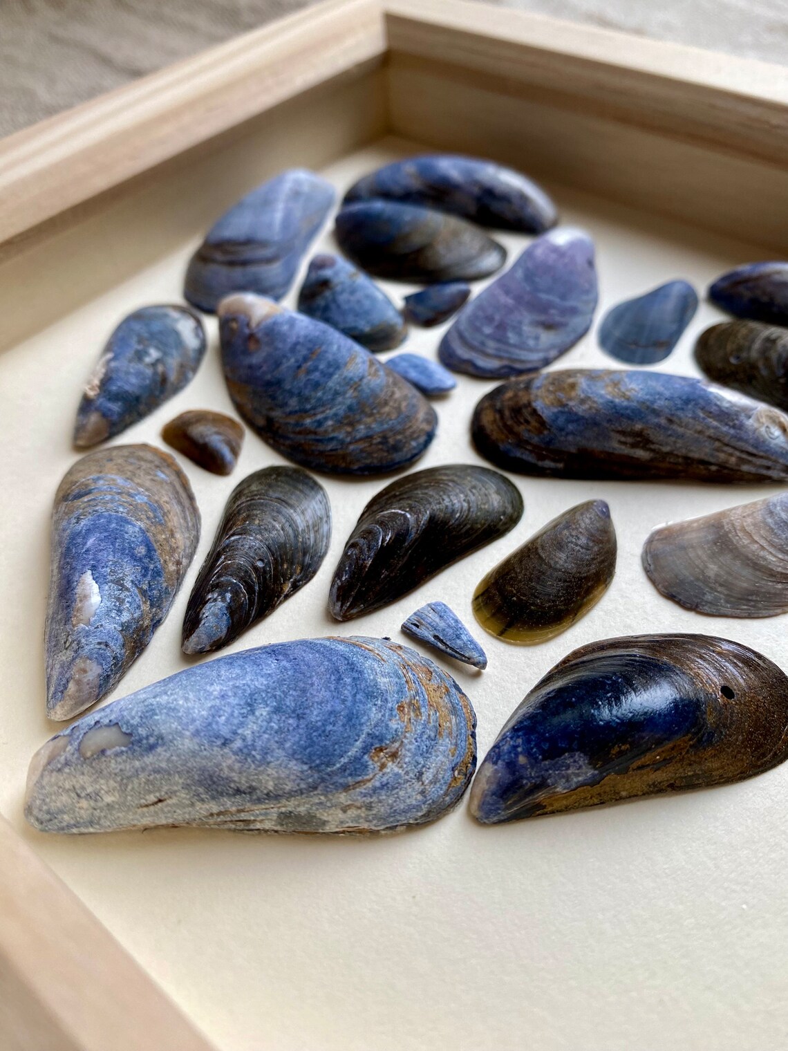 Heart Made From Mussel Shells in Natural Wood Box Frame, One of a Kind ...