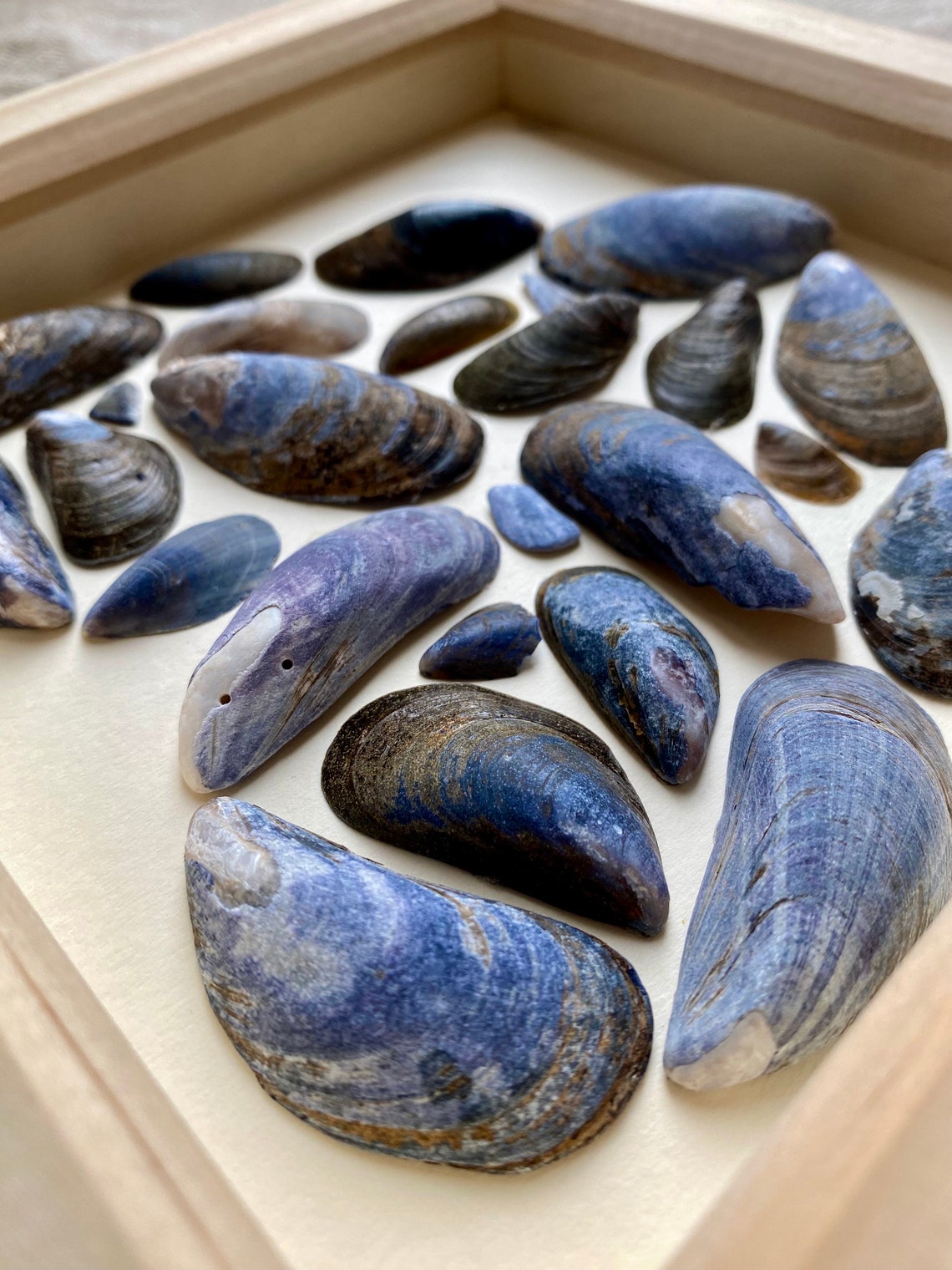 Heart Made From Mussel Shells in Natural Wood Box Frame, One of a Kind ...