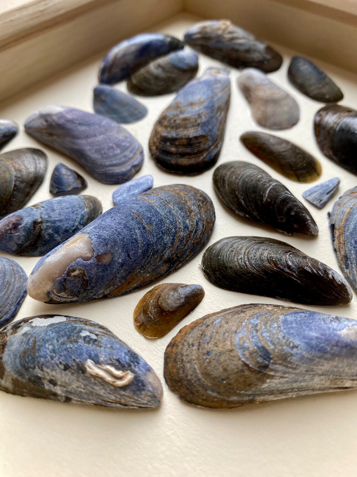 Heart Made From Mussel Shells in Natural Wood Box Frame, One of a Kind ...