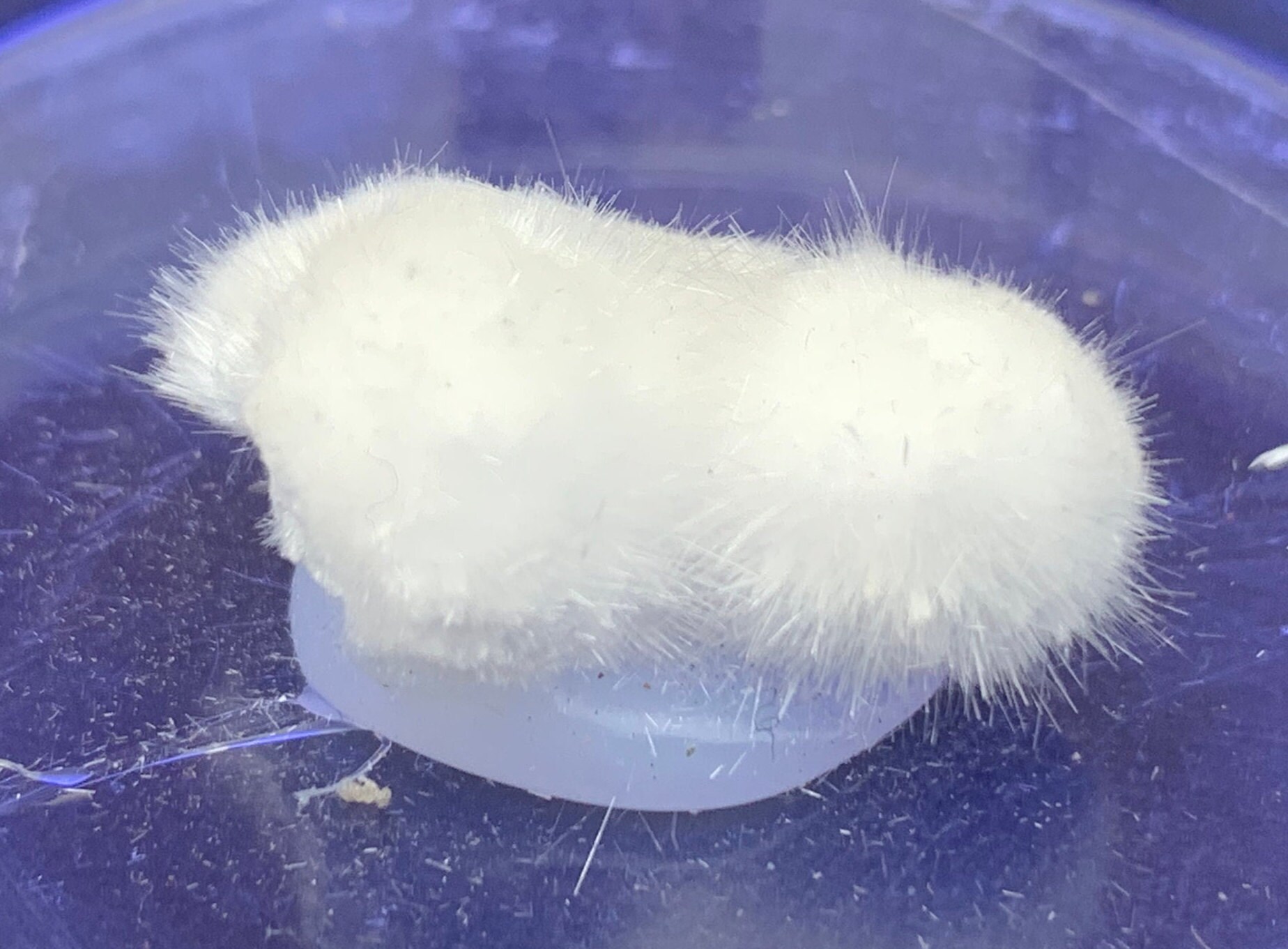 Okenite Mineral Okenite Crystal Specimen From India non Precious ...