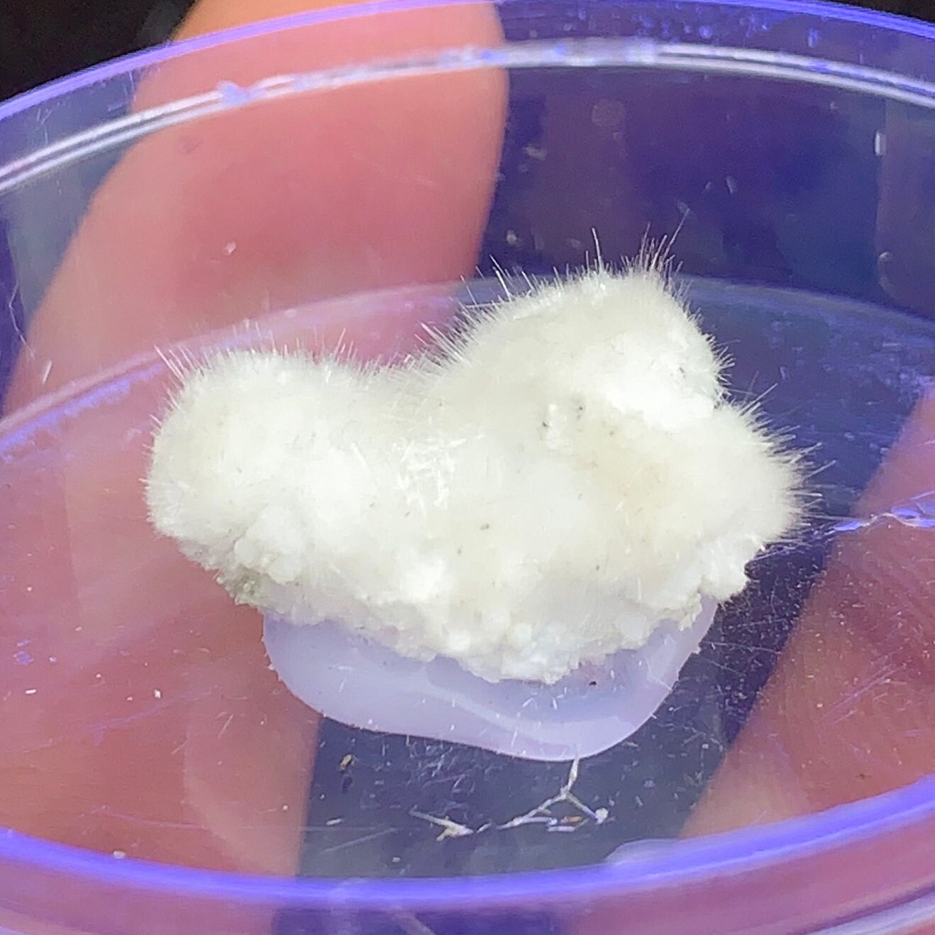 Okenite Mineral Okenite Crystal Specimen From India non Precious ...