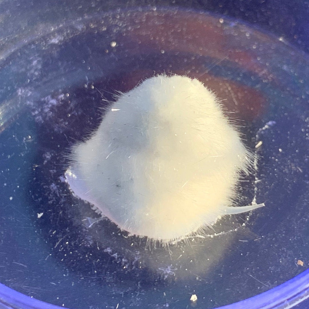 Natural Okenite Mineral Okenite Crystal Specimen From India non ...