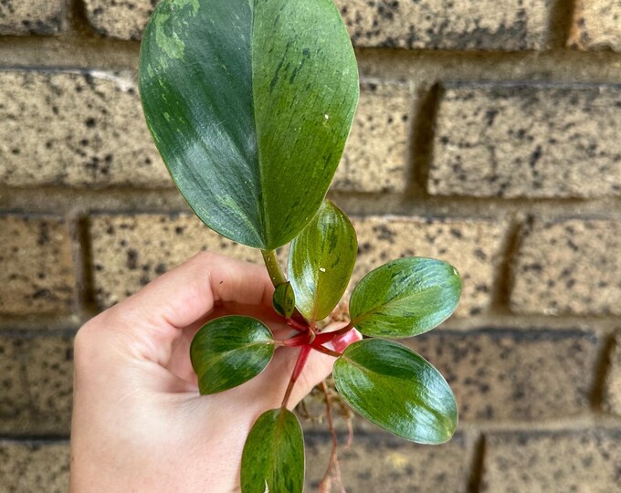 Dwarf Red Congo Mint Variegated Plant Cutting - Etsy