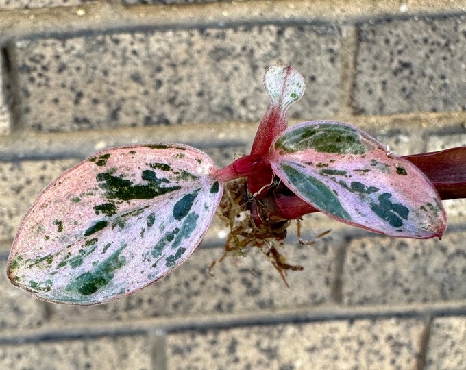 Dwarf Red Congo Mint Variegated Plant Cutting - Etsy