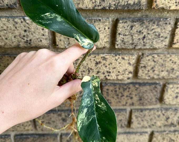 Variegated Squamiferum Mid Cut Squami Philodendron Plant Cutting - Etsy