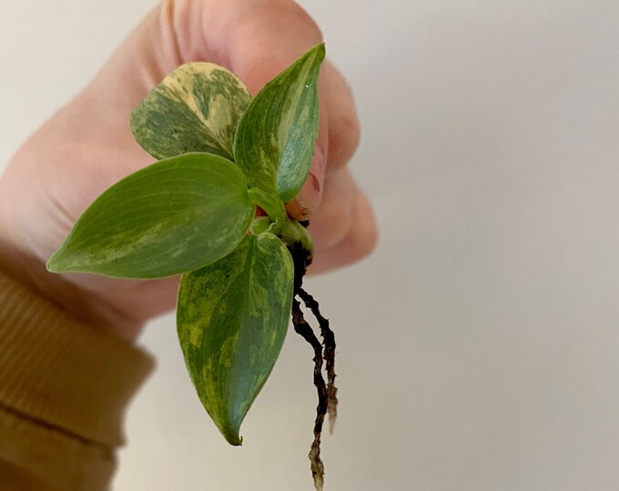 Silver Sword Philodendron Variegated Small Plant - Etsy
