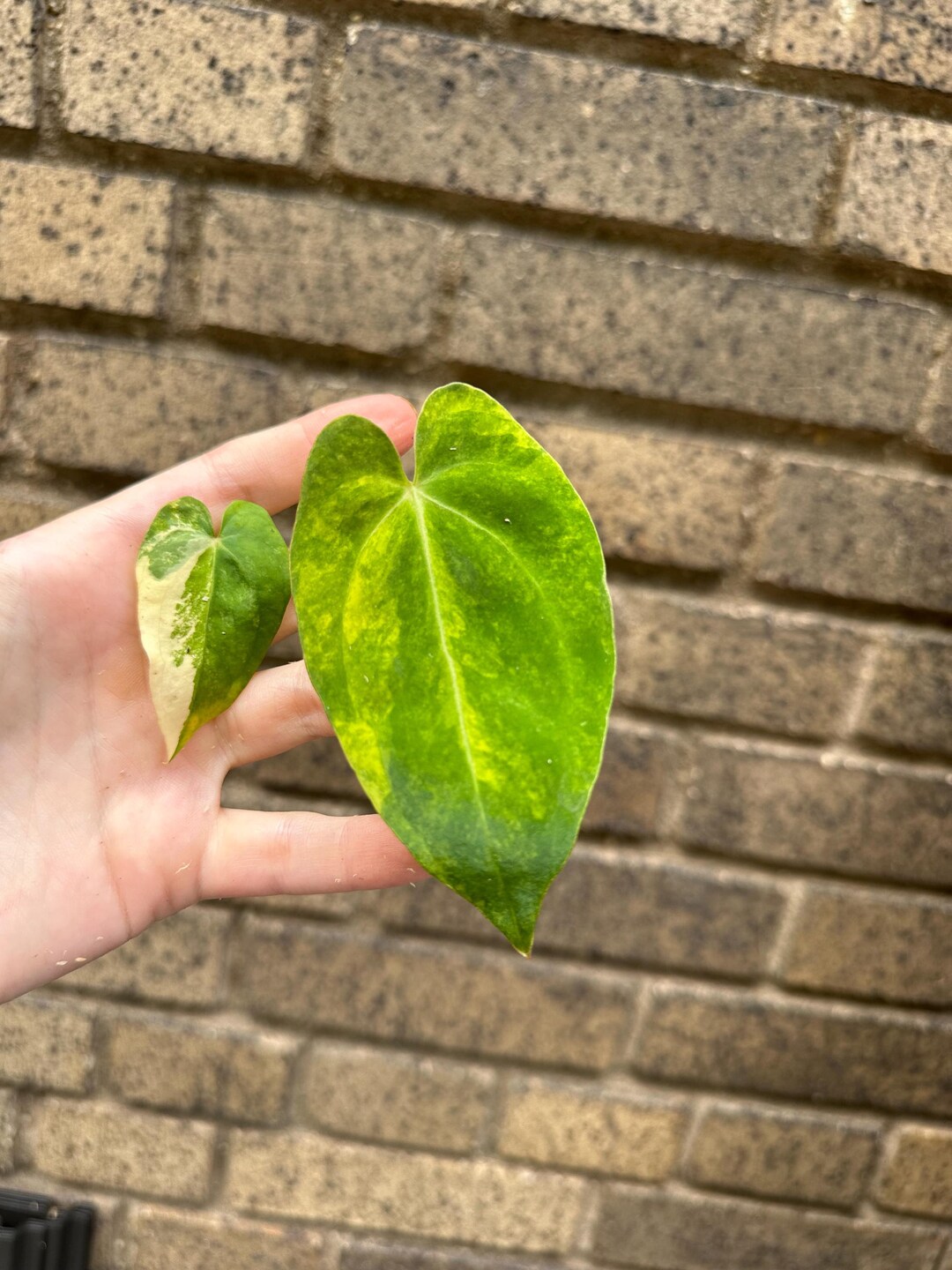 Ace of Spades X Papillilaminum Variegated Anthurium Cross Top Cut - Etsy