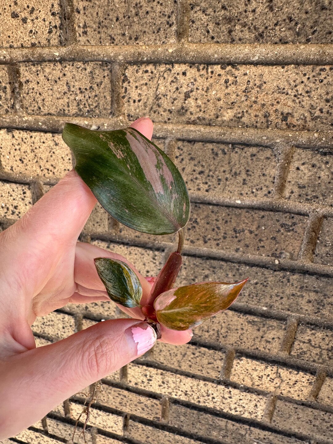 FIRE Philodendron Pink Princess Aurea Variegated Plant Cutting Ultra ...