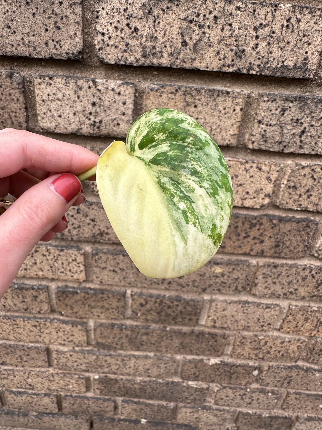 Scindapsus Exotica Aurea Cream Variegated Single Leaf MULTI NODE ...