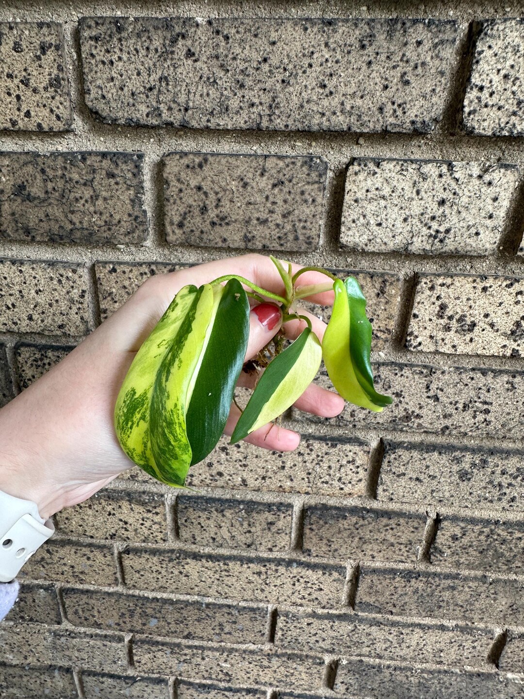 Squamiferum X Florida Beauty Hybrid Plant Flobe Squami Philodendron - Etsy