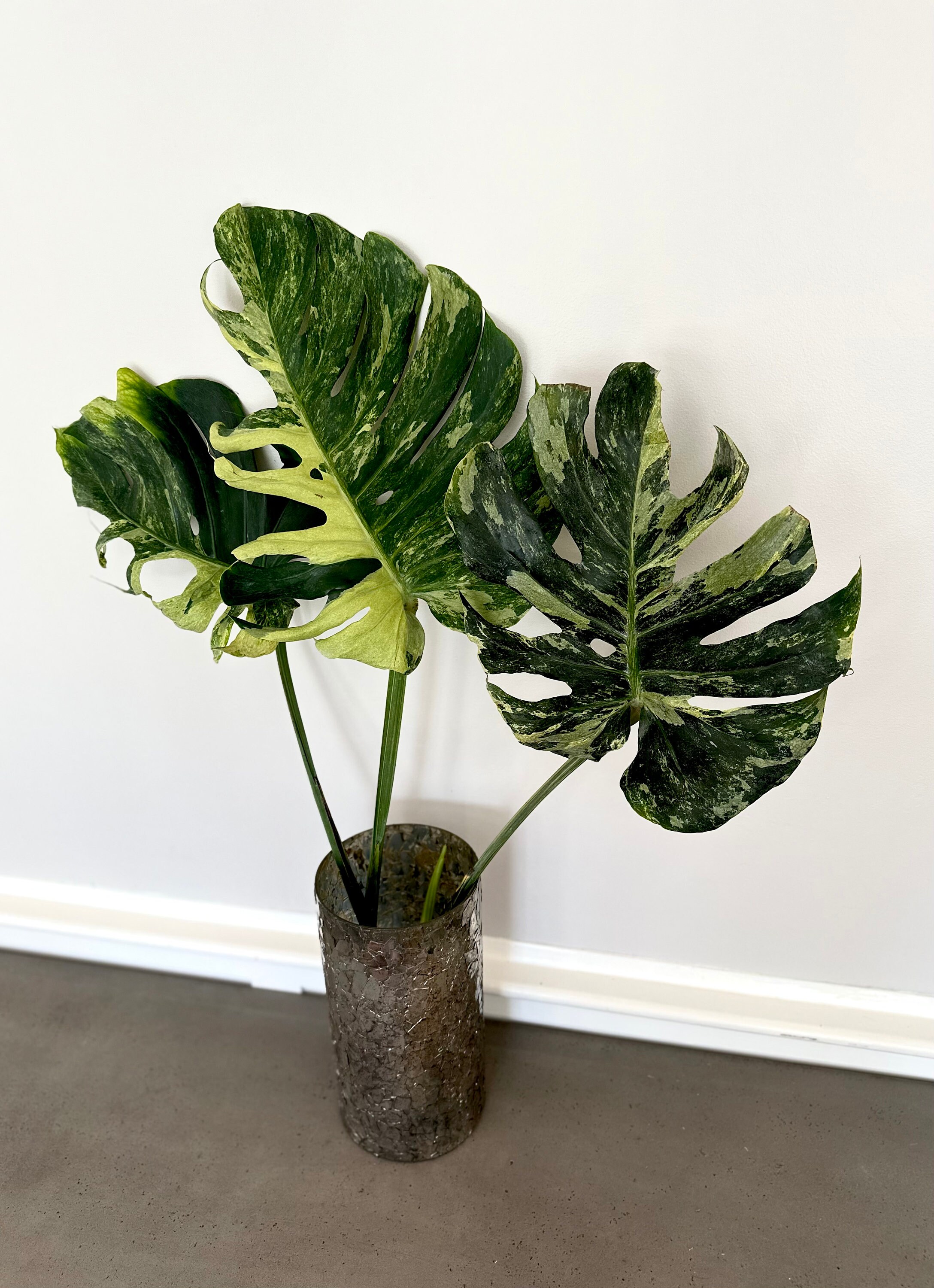 Monstera Contorta Oceana Ocean Mint Single Leaf Rooting - Etsy