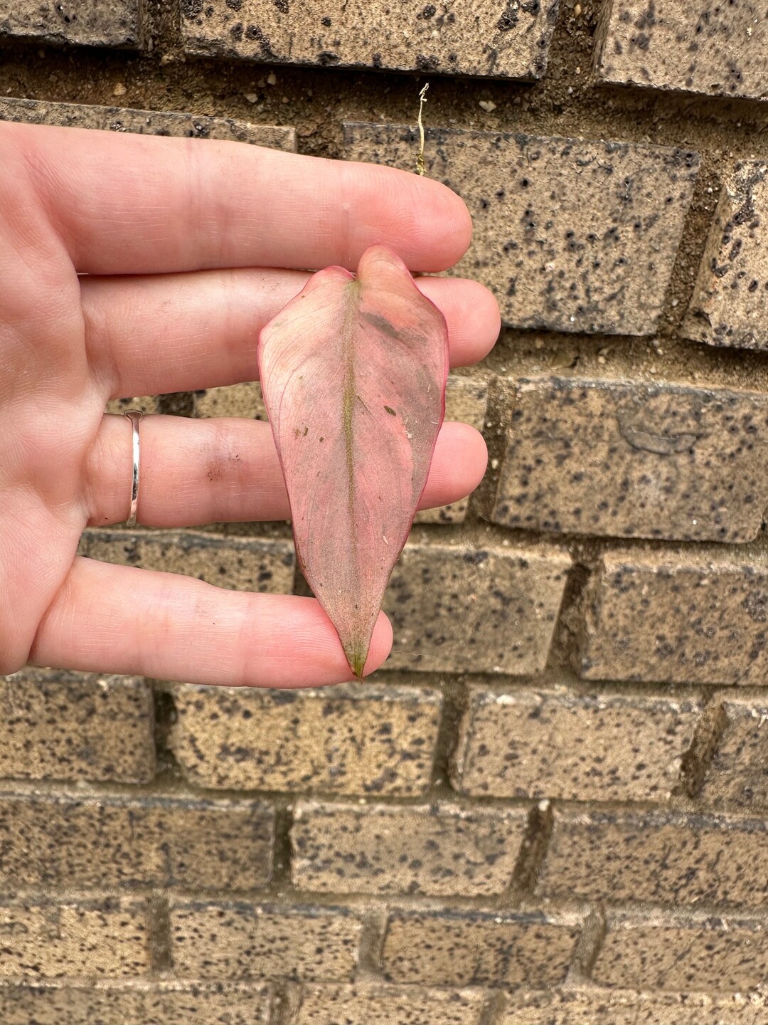 MINT Pink Micans Philodendron Variegated Single Leaf Mid Cut Cutting - Etsy