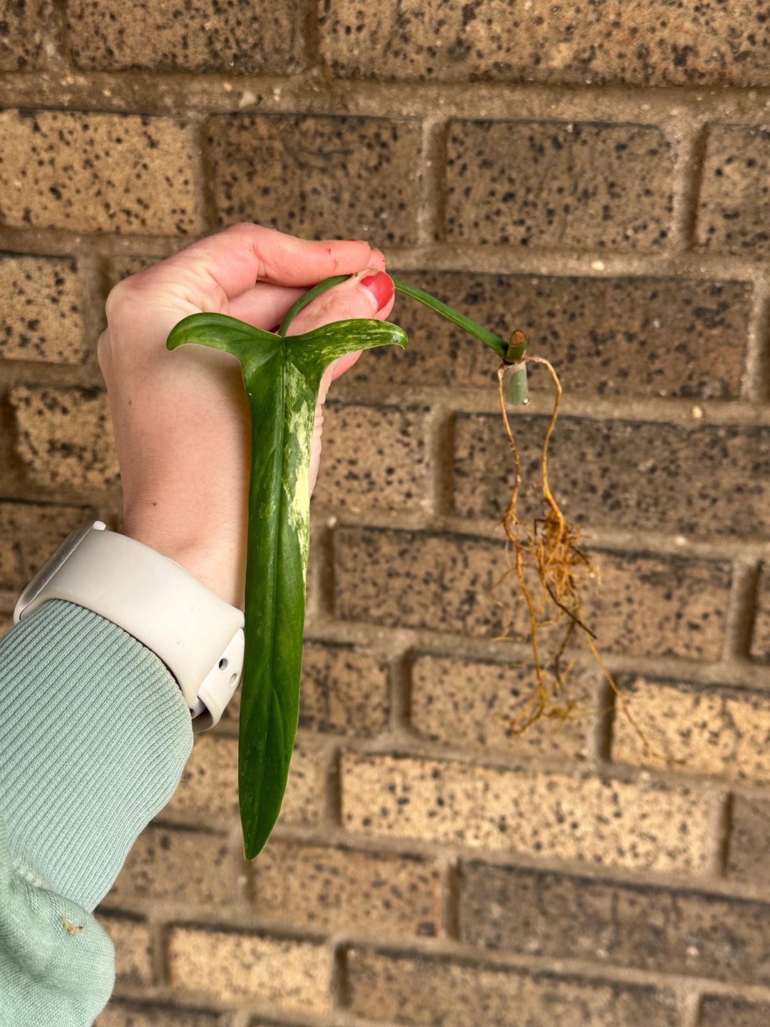 Holtonianum Philodendron Variegated Single Leaf Mid Cutting - Etsy