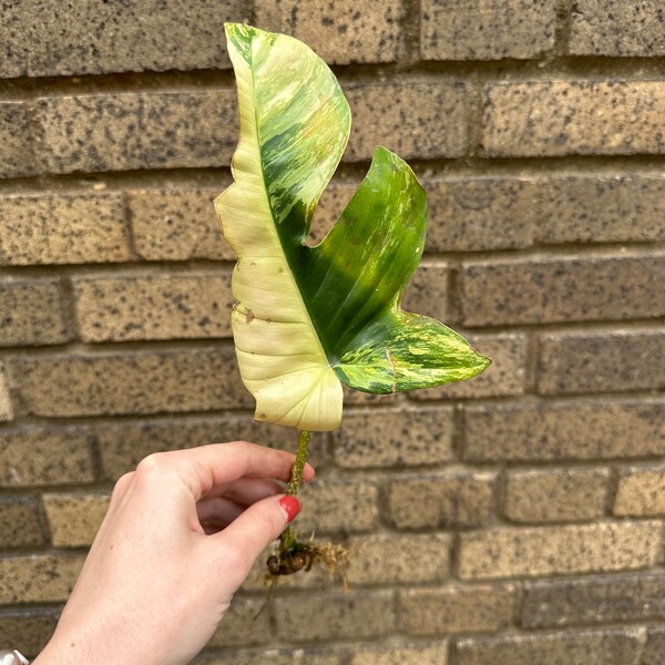 Philodendron Squamiferum - Etsy