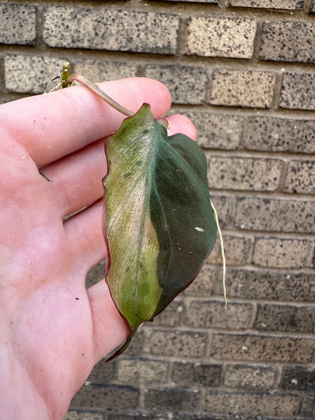 MINT Micans Philodendron Variegated Single Leaf Mid Cut Cutting - Etsy