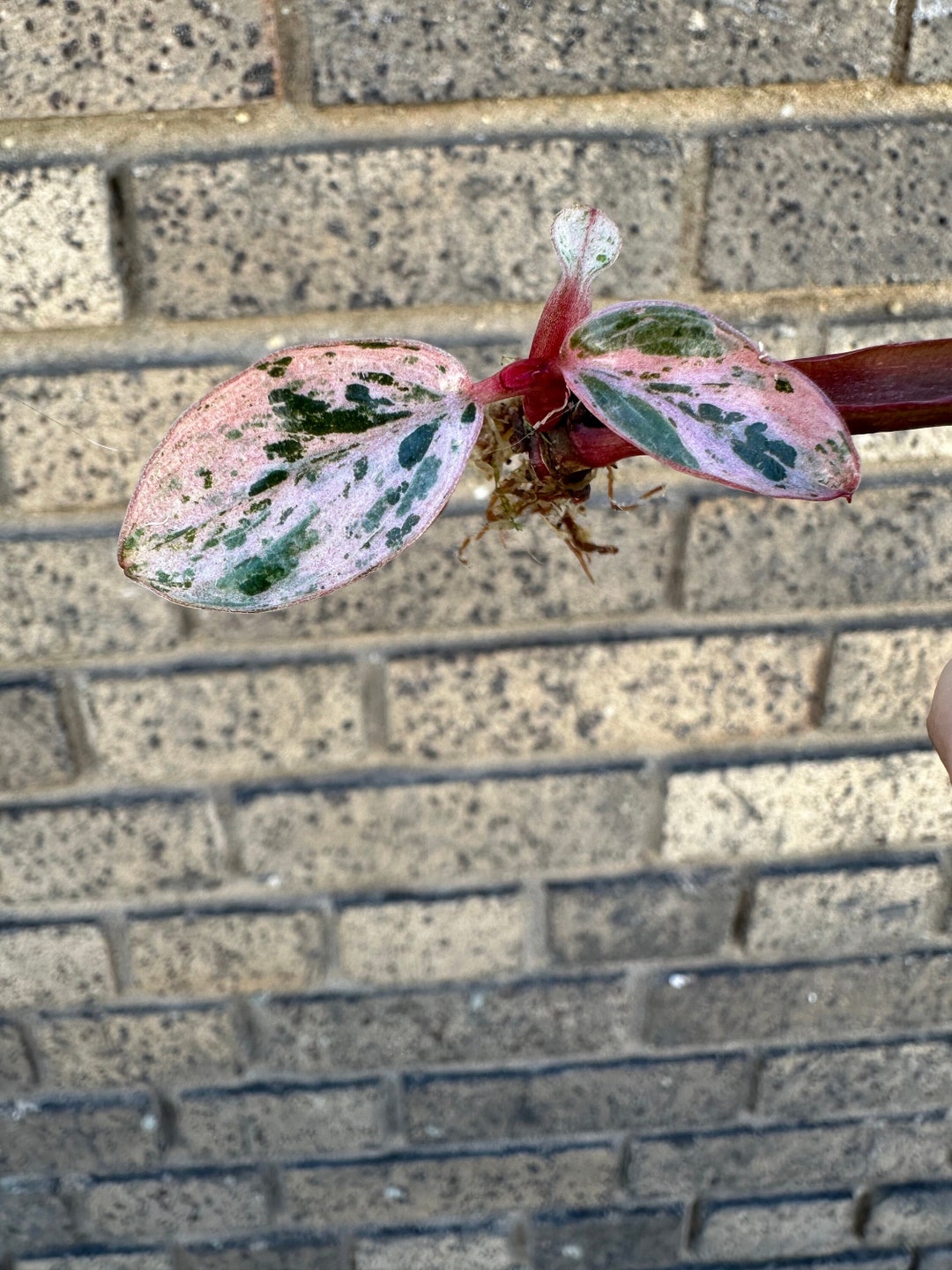 Dwarf Red Congo Mint Variegated Plant Cutting - Etsy