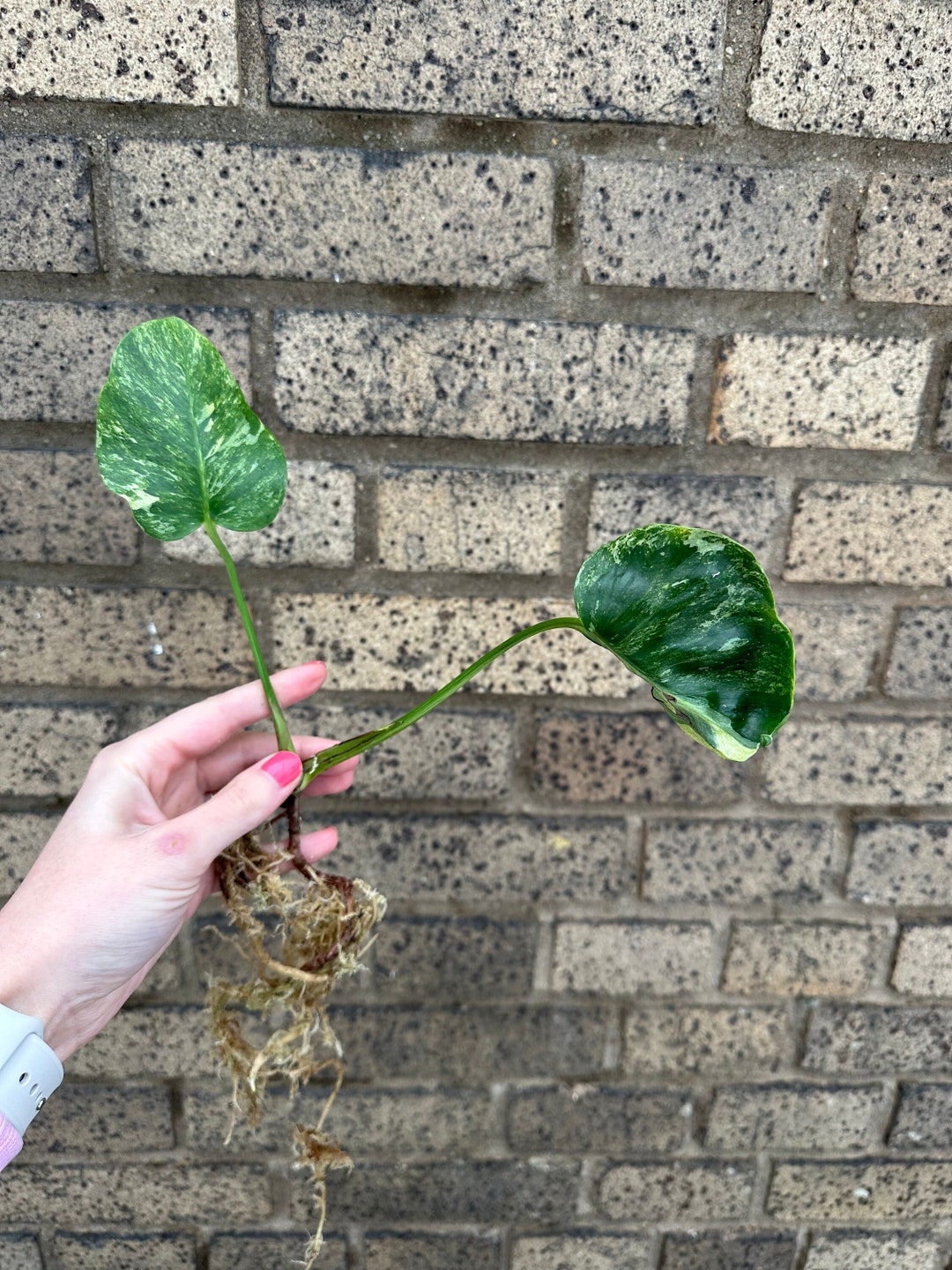 Monstera Contorta Oceana Ocean Mint Two Leaf Bottom Cut Rooted Cutting ...