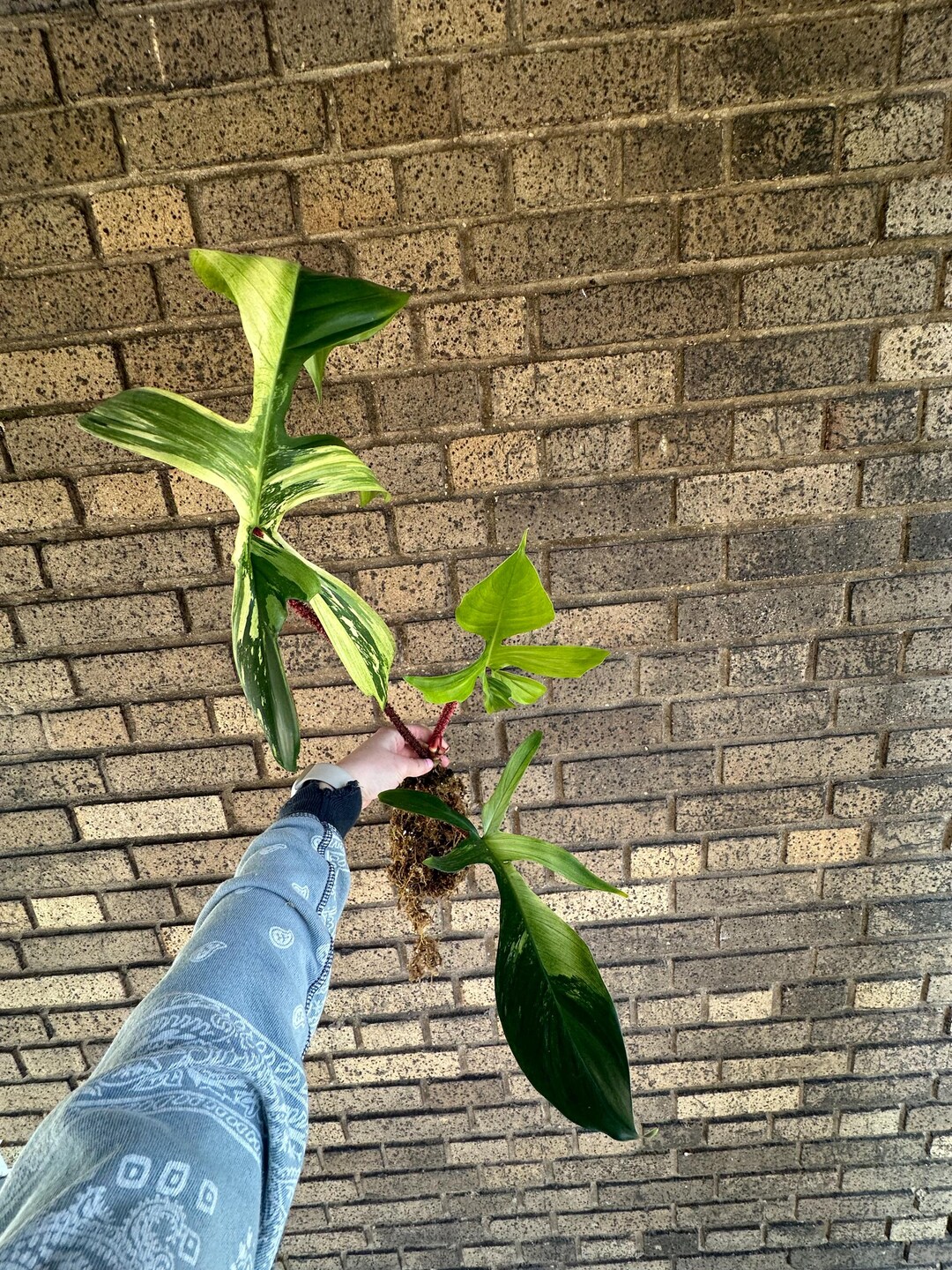 Mint Variegated Squamiferum TOP CUT Squami Philodendron Plant Cutting ...