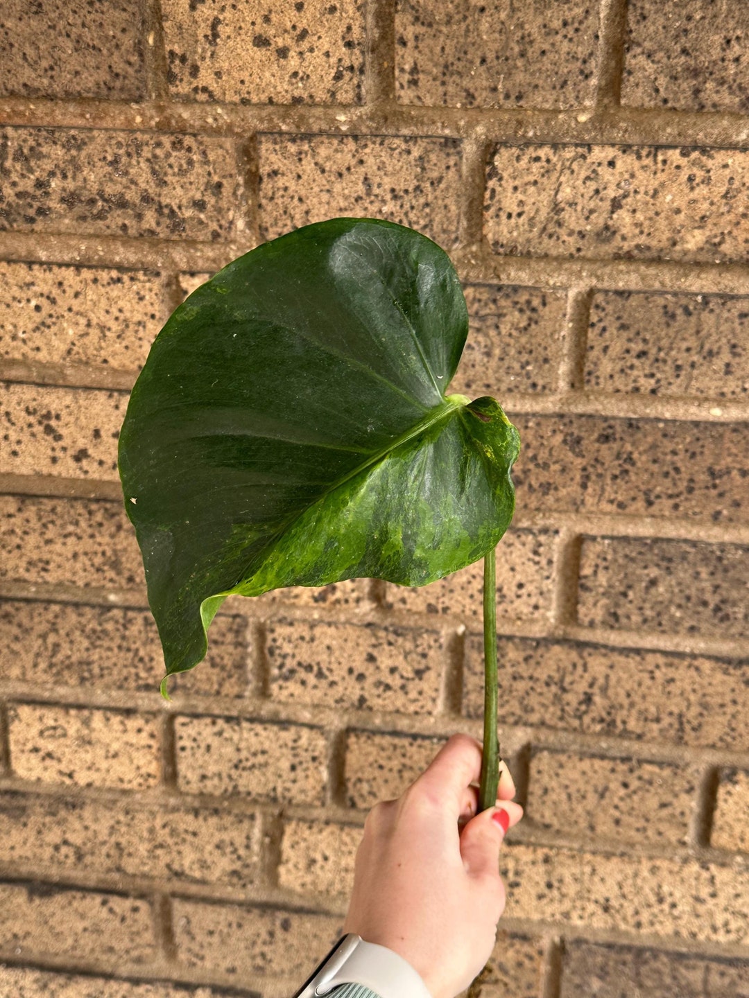 Monstera Contorta Oceana Ocean Mint Rooting Cutting - Etsy
