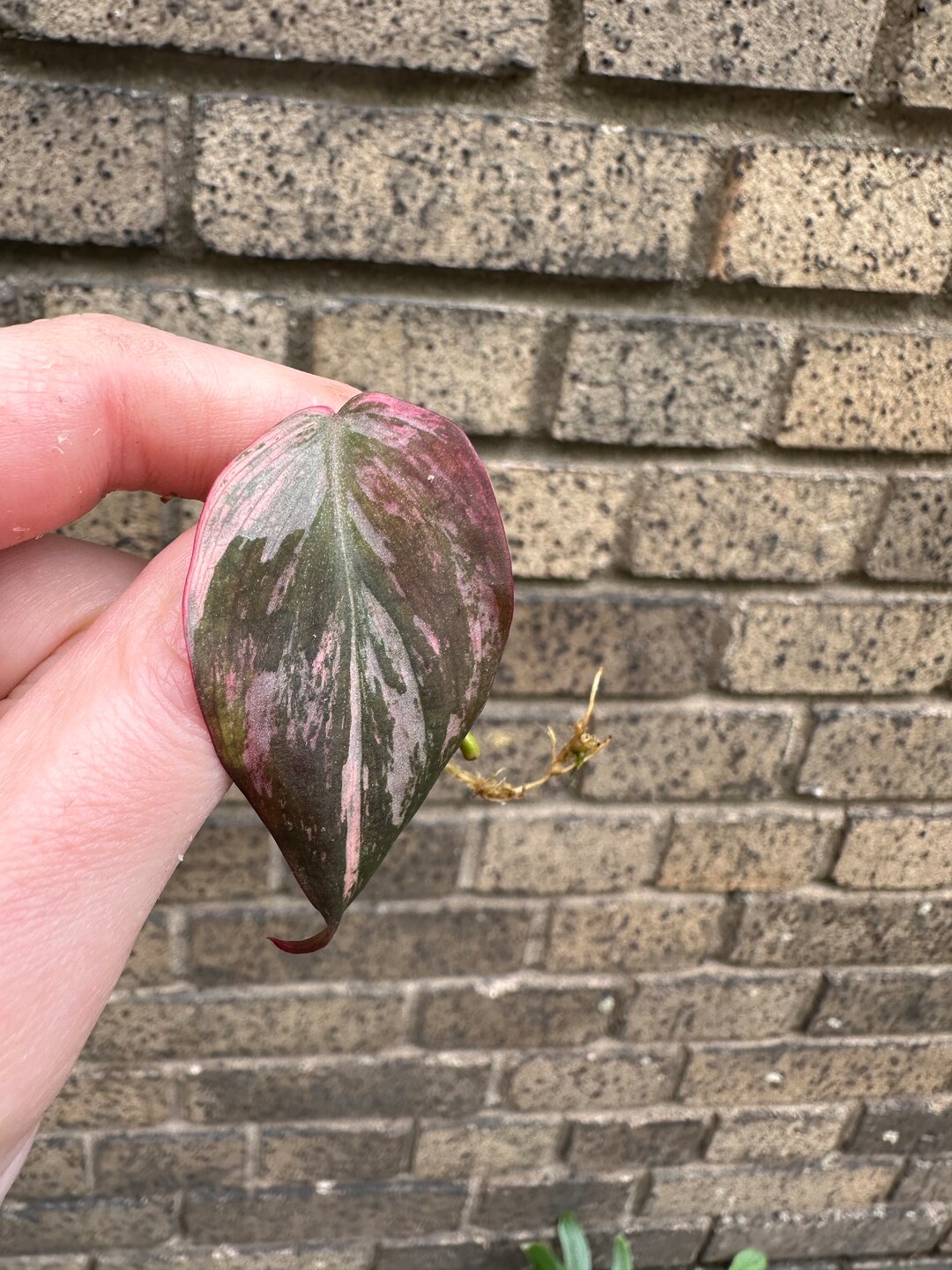MINT Micans Philodendron Variegated Single Leaf Mid Cut Cutting - Etsy