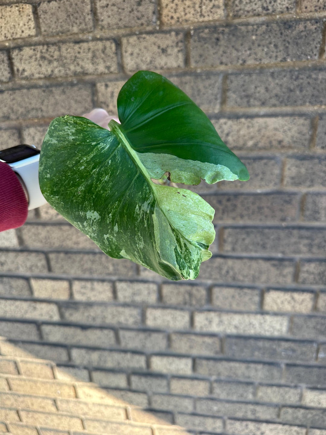 Monstera Contorta Oceana Ocean Mint Single Leaf Rooting Mid Cut Cutting ...